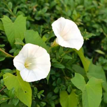 Liseron : comment s'en débarasser naturellement et sans désherbant