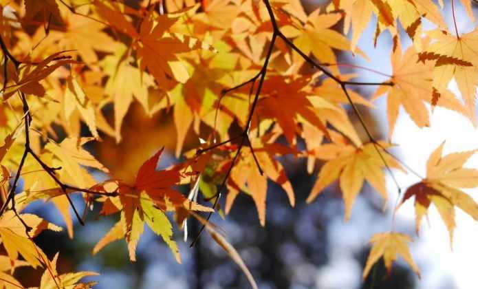 La plantation de l'Erable du Japon (acer palmatum) - Nos conseils