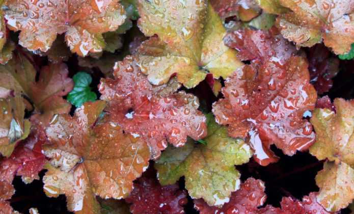 Heuchère, Heuchera : planter, entretenir et diviser - Conseils