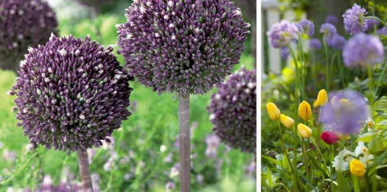 Allium: 9 idées d'associations réussies - Promesse de Fleurs
