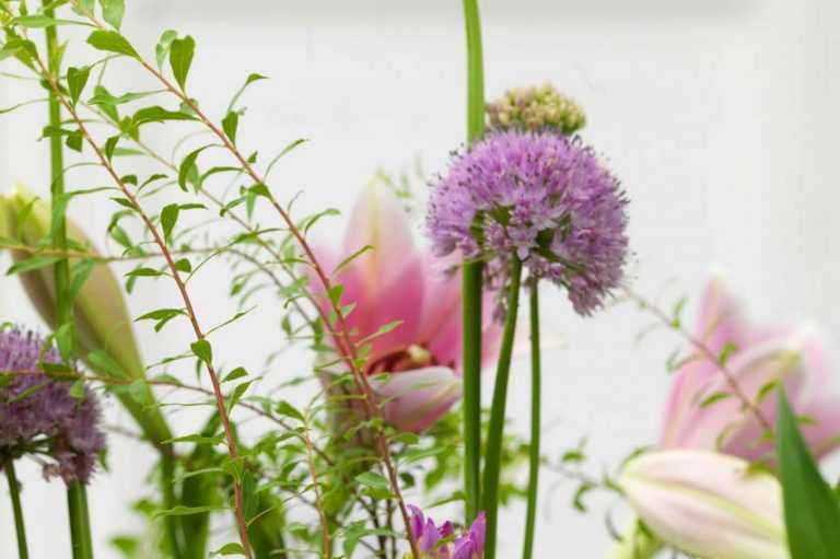 Allium: 9 idées d'associations réussies - Promesse de Fleurs