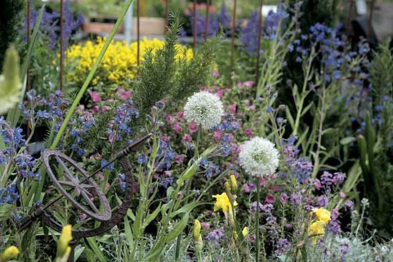Allium: 9 idées d'associations réussies - Promesse de Fleurs
