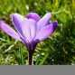 Crocus vernus Vanguard - Bulbe - Variété botanique à fleurs mauves