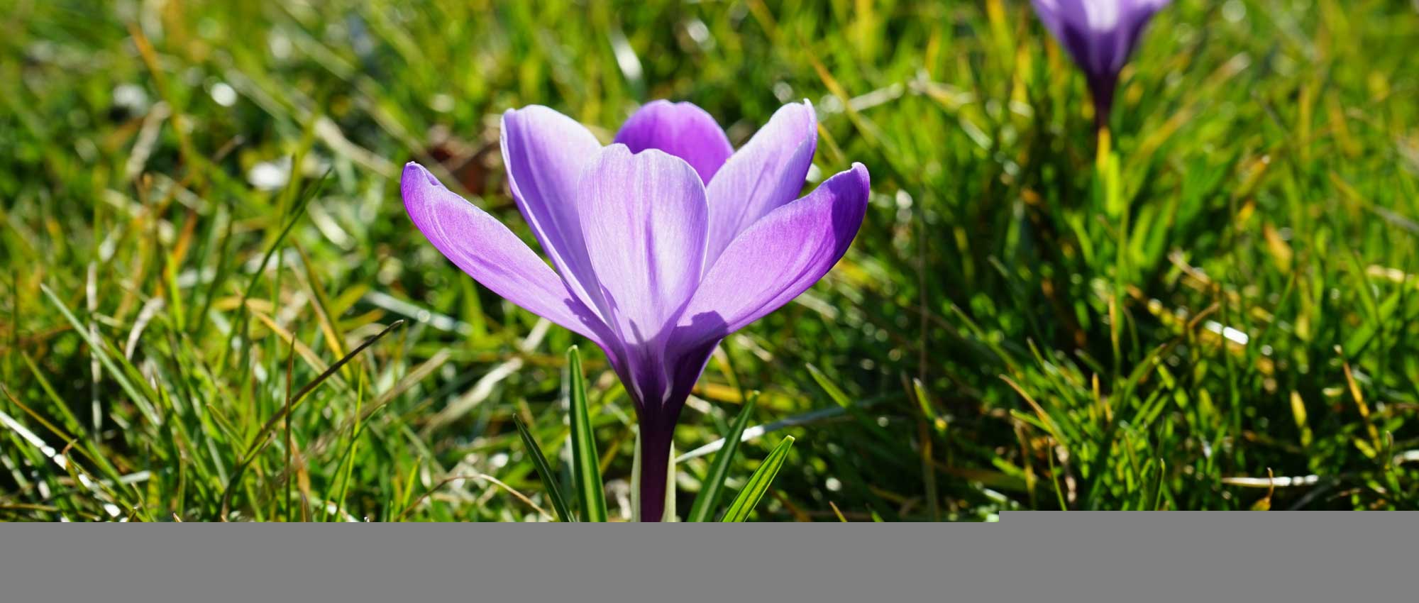 Crocus : comment les planter ? / Blog Promesse de fleurs