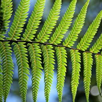 Les fougères : comment les planter, les entretenir et les cultiver