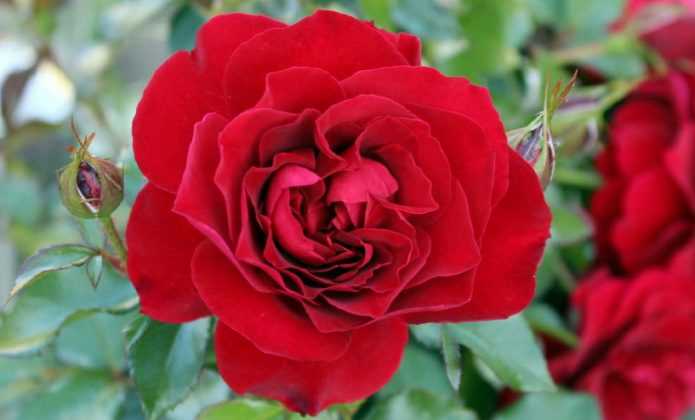 Rosier Decorosier EMERA