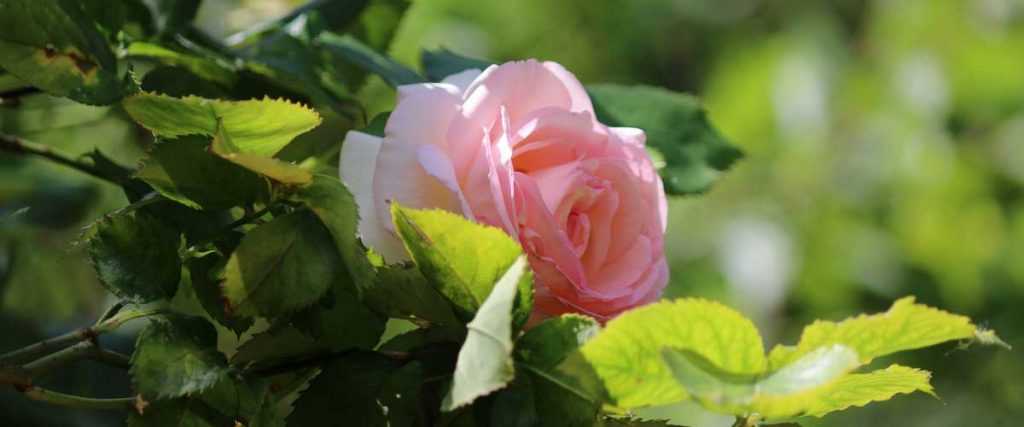 Rosiers : choisir, planter et cultiver - Promesse de Fleurs