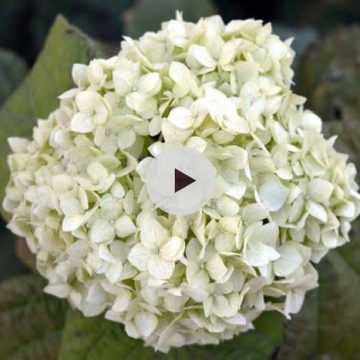Hortensia grimpant Miranda – Hydrangea petiolaris à feuilles panachées