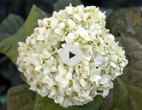 Hortensia grimpant - Hydrangea seemanii, persistant adapté à l’ombre