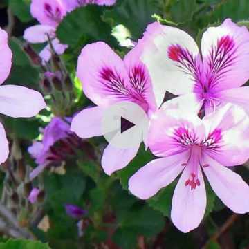 Pelargonium Mosquitaway Lizzy - Géranium des fleuristes très florifère ...