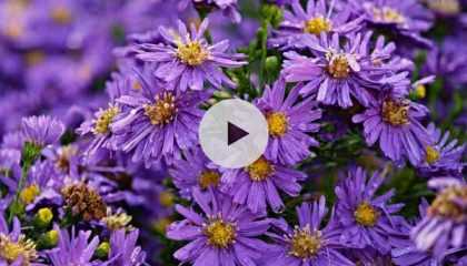 Aster dumosus Augenweide - Aster nain d’automne rose violacé