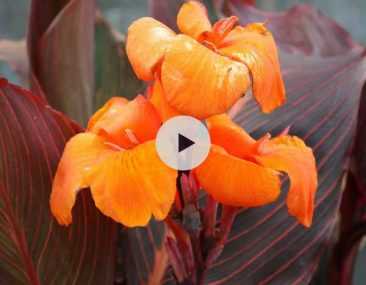 Canna Cleopatra - Balisier aux fleurs variables, en mélange de jaune et ...