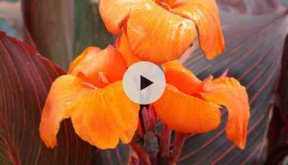 Canna musafolia - Canna Musifolia - Canna musaefolia - Canna géant ...