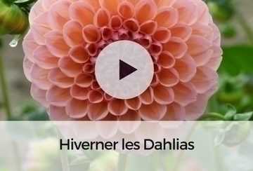 Dahlia Red Pygmy - Dahlia cactus nain aux grandes fleurs rouge