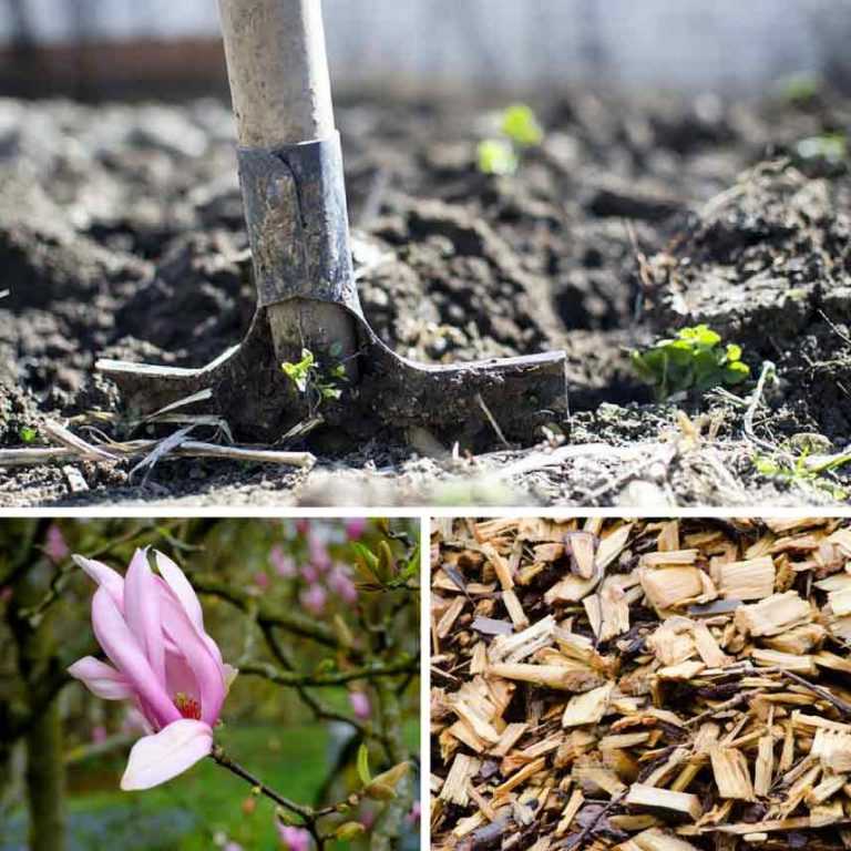 Magnolia: bien le planter en 4 étapes - Promesse de Fleurs