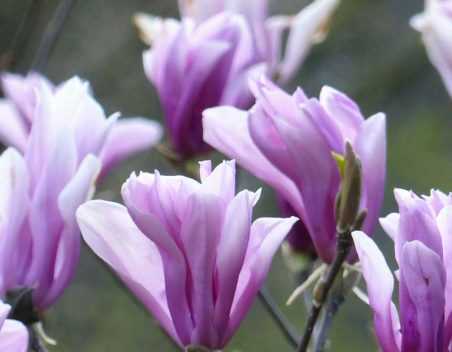 Magnolia: bien le planter en 4 étapes - Blog Promesse de fleurs