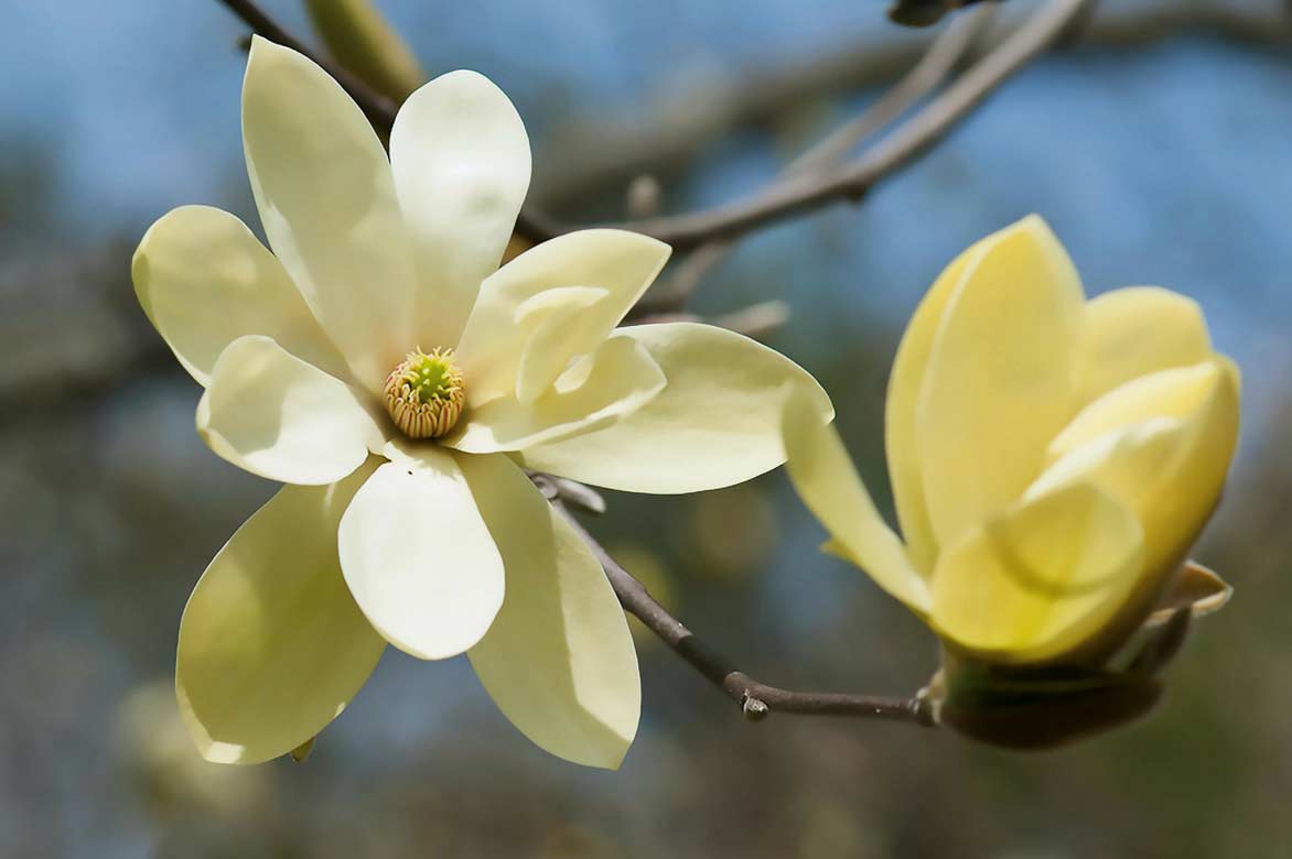 Magnolias : planter, tailler et entretenir - Promesse de Fleurs