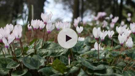 Mini Cyclamen Absolu de Morel - Variété compacte et parfumée aux fleurs blanches liserées de fuchsia