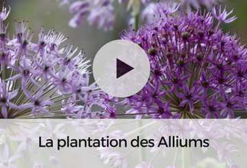 Allium Red Eye - Ail d'ornement à fleurs aplaties blanches et roses