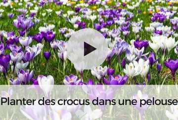 Crocus vernus Vanguard - Bulbe - Variété botanique à fleurs mauves