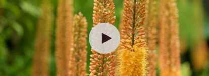 Eremurus x isabellinus Pinokkio - Lis des steppes - Bulbeuse à grands ...