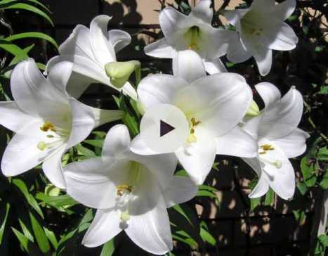 Comment cultiver des lys en pot ? - Promesse de Fleurs