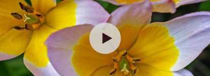 Tulipa orphanidea Flava - Bulbe - Tulipe botanique à fleurs jaunes et ...