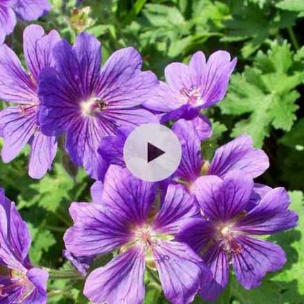 Brunelle commune - Prunella vulgaris - Vivace aux épis de fleurs bleu ...