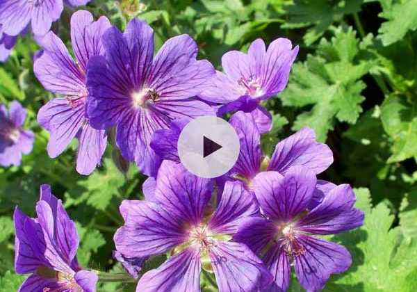 Tropaeolum ciliatum – Capucine du Chili, une vivace et grimpante