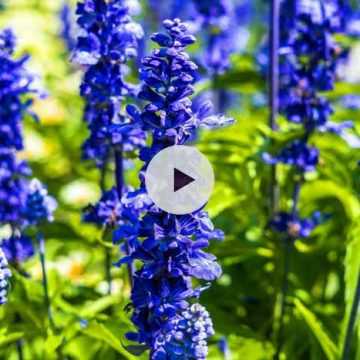 Sauge - Salvia microphylla Royal Bumble - Vivace arbustive à fleurs rouges