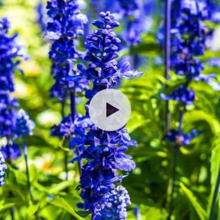Salvia microphylla grahamii - Sauge arbustive offrant des petites ...