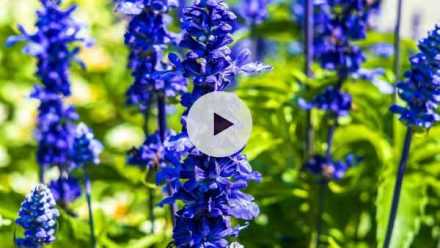Sauge - Salvia microphylla Royal Bumble - Vivace arbustive à fleurs rouges