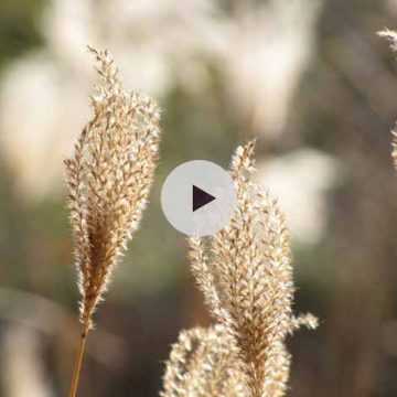 Stipa gigantea - Stipe géante - Graminée vivace