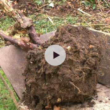 Zanthoxylum americanum - Poivrier ou Clavalier américain - Arbuste ...