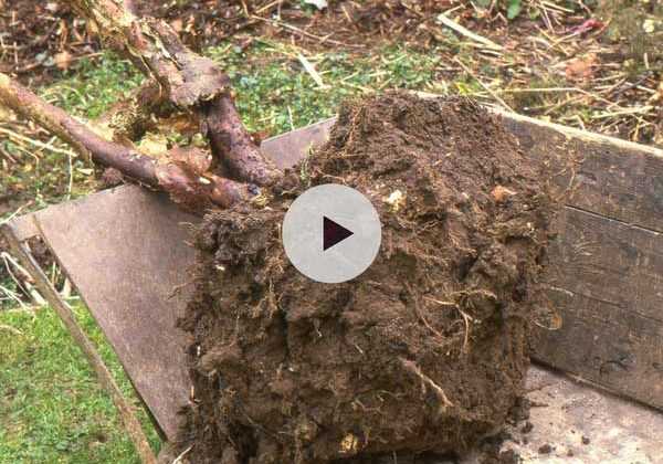 Aesculus mutabilis Induta - Marronnier nain à fleurs rose foncé à saumon