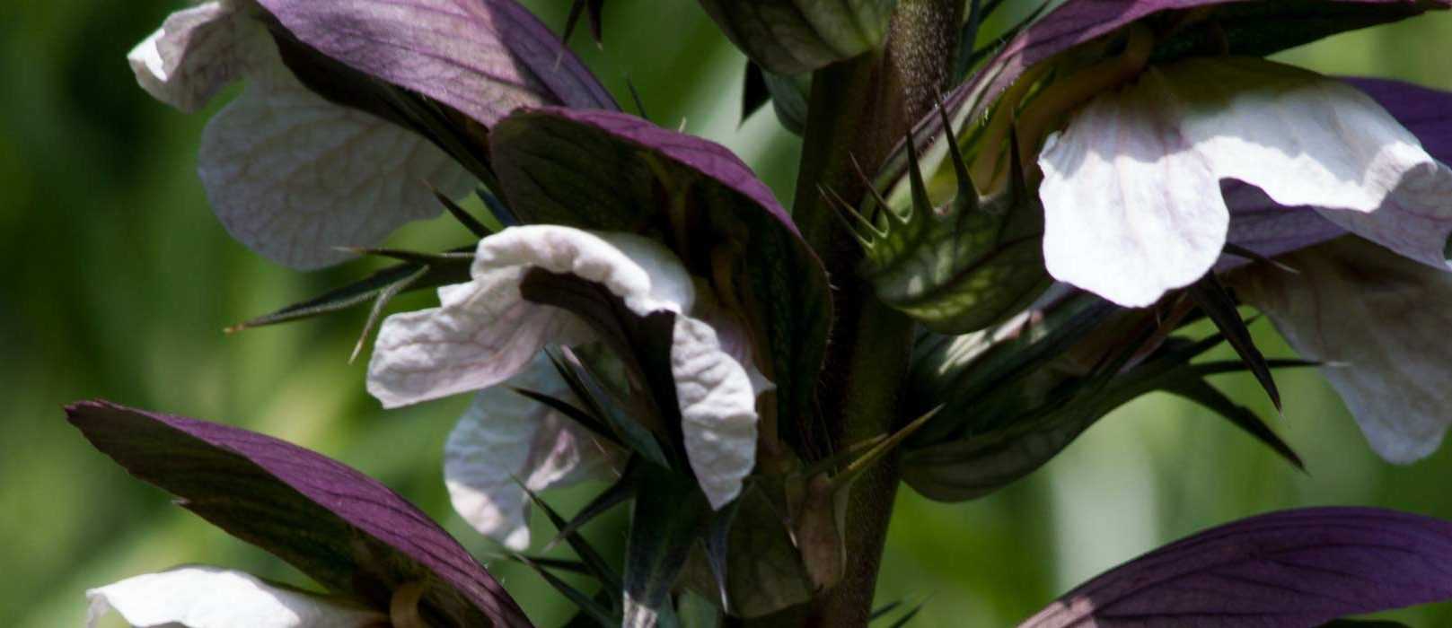 Acanthe : planter, cultiver et entretenir - Nos conseils