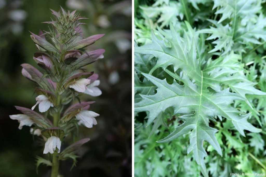 Acanthe : planter, cultiver et entretenir - Nos conseils