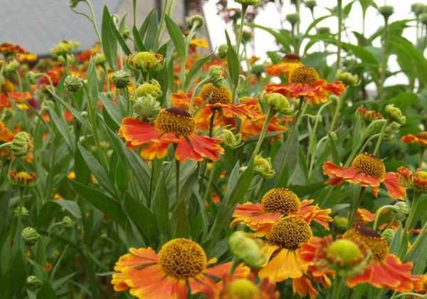 Helenium, Hélénie : plantation, culture, entretien - Nos conseils