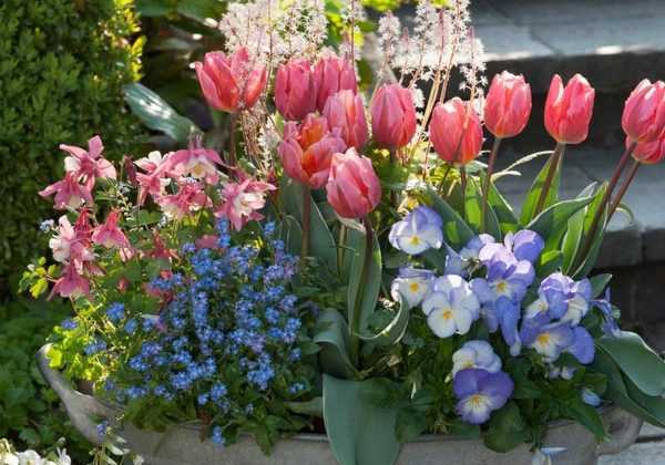 Plante bisannuelle : tout ce que vous avez toujours voulu savoir