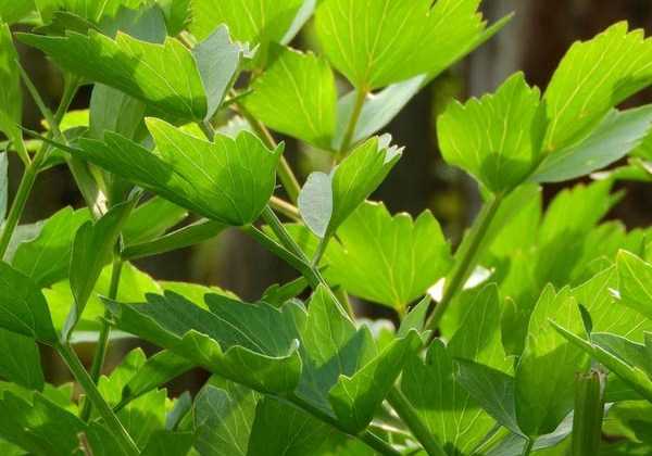 7 légumes asiatiques, chinois ou japonais, à cultiver au potager