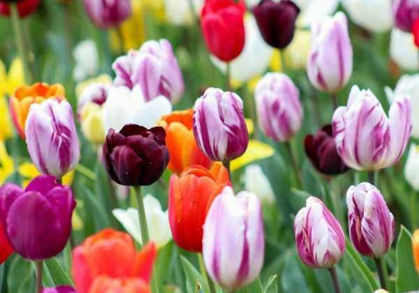 8 tulipes à fleurs blanches - Promesse de Fleurs