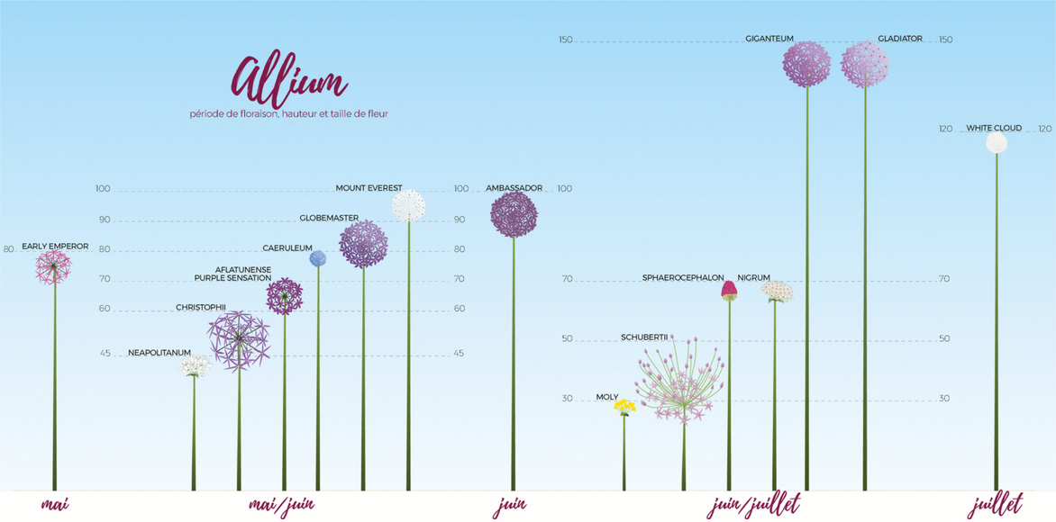 Allium ou Ail d'ornement : plantation, culture et entretien - Nos conseils