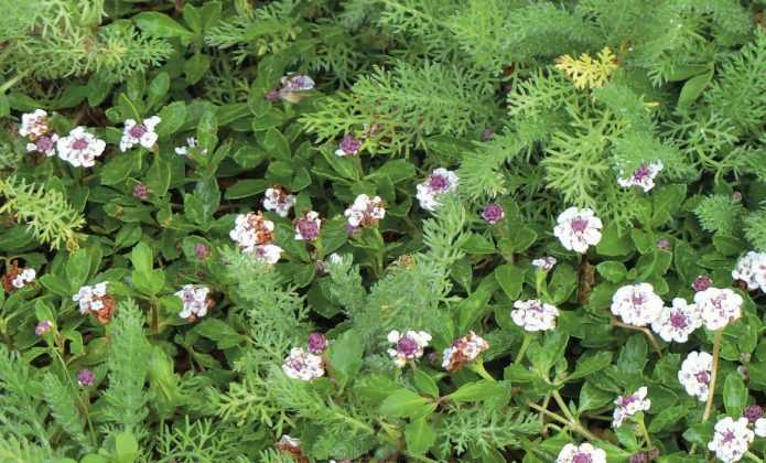 5 arbustes couvre-sols pour aménager un talus - Blog Promesse de fleurs