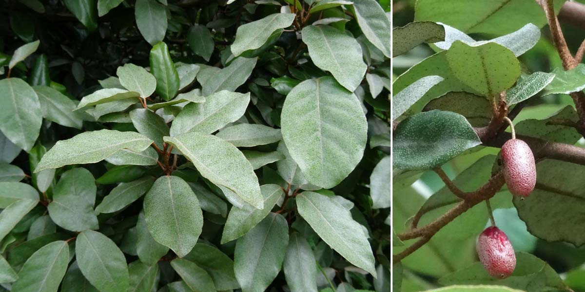 Eleagnus ou Elaeagnus (Chalef) : plantation, taille et entretien - Conseils