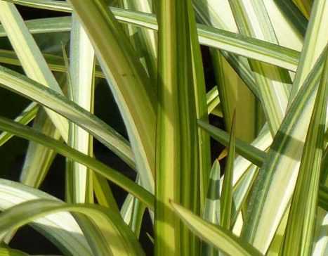 Phormium, Lin de Nouvelle Zélande : plantation, entretien et associations