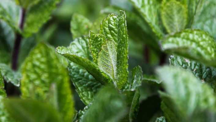 Menthe chocolat en plants - Une aromatique au délicieux parfum