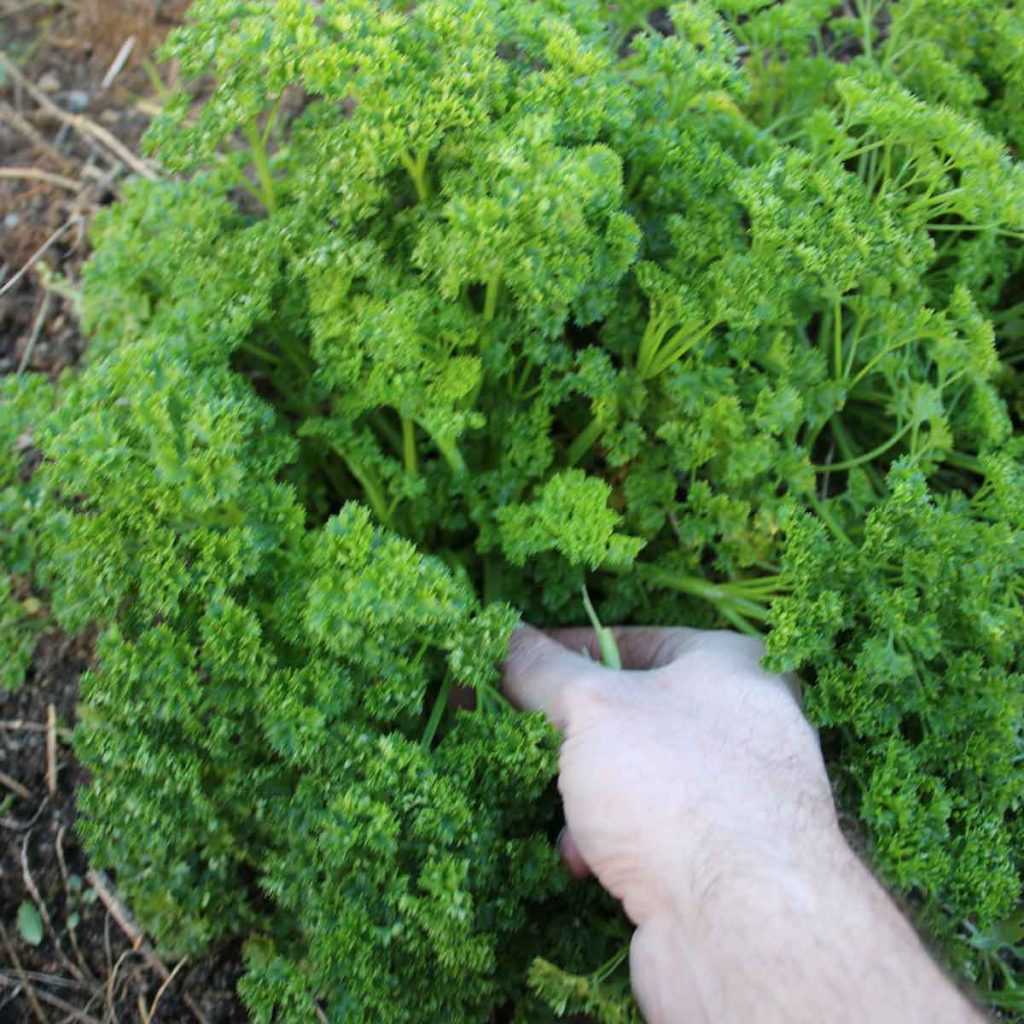 Cultiver le persil en pot - Promesse de Fleurs