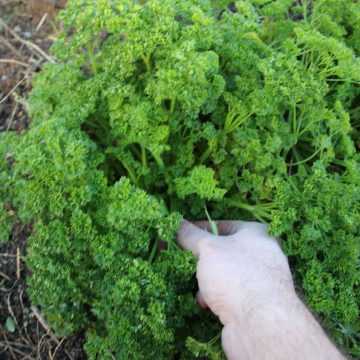 Cultiver le persil en pot - Promesse de Fleurs