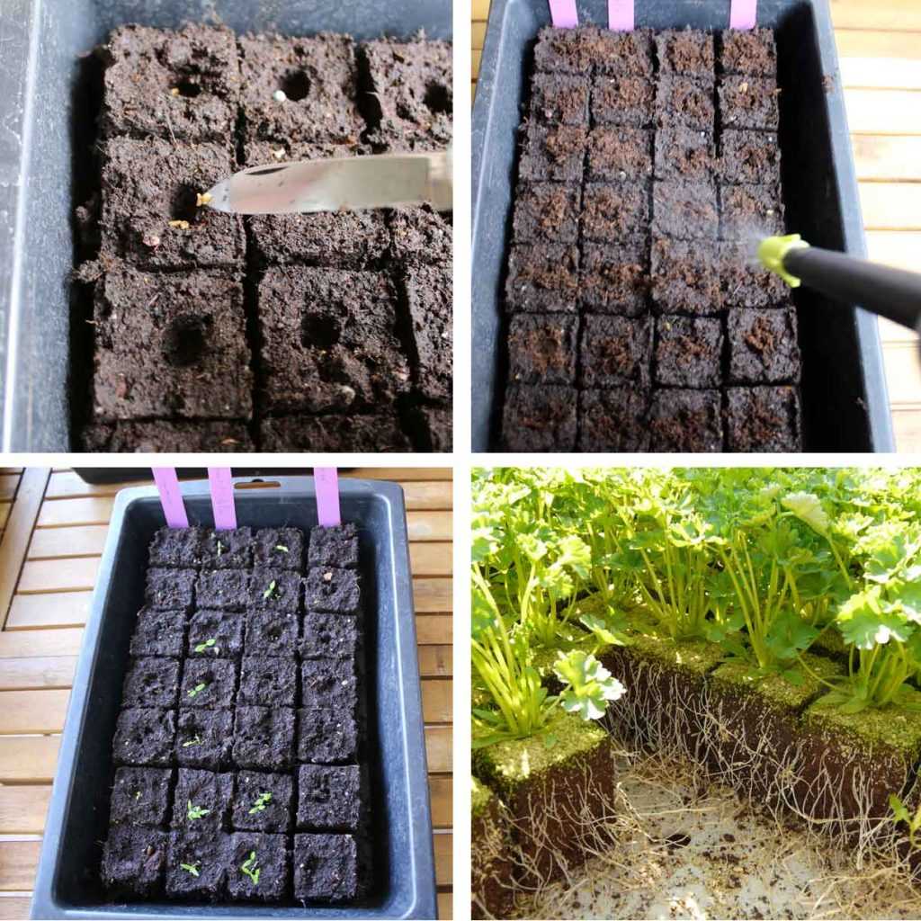 Le persil, plat ou frisé : le semer, le planter et le cultiver