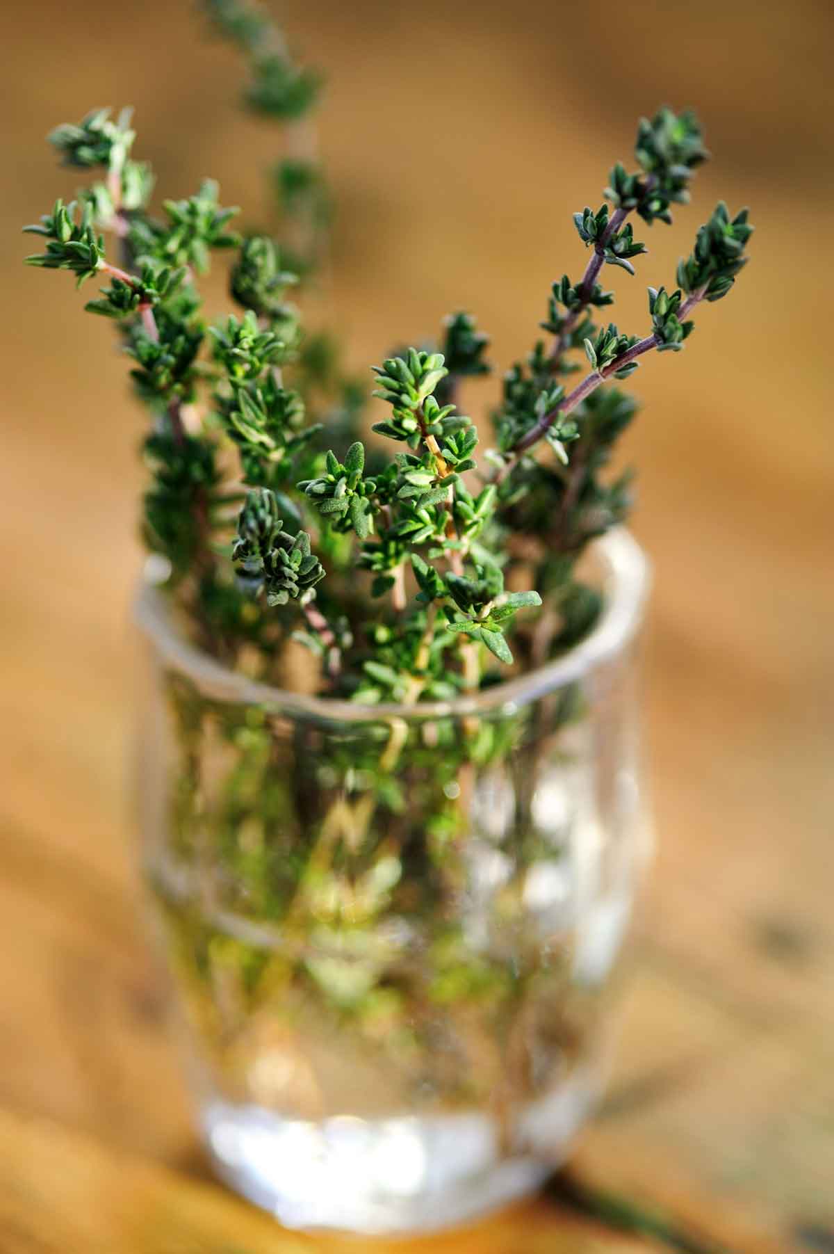 Le thym : comment le cultiver, le planter, le tailler, au jardin ou en pot